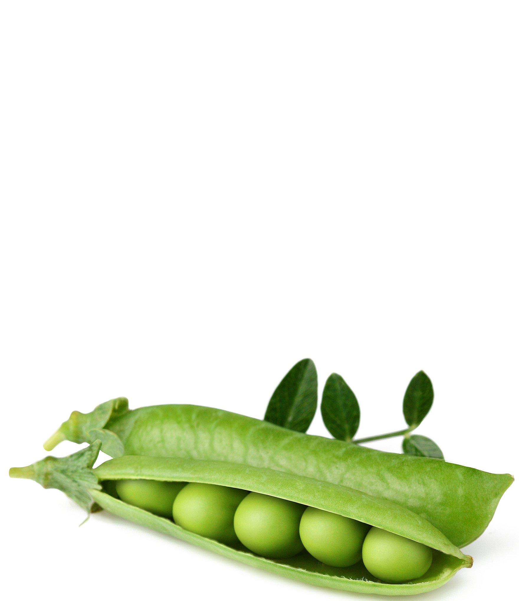 Click and Grow Dwarf Pea Plant Pods, 9-Pack | Dillard's